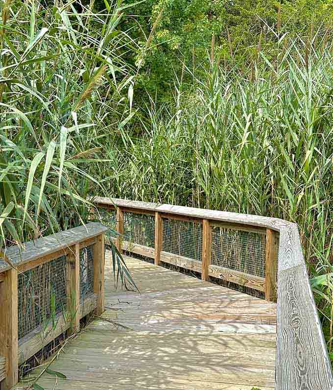 A wooden boardwalk winds through wetland grasses, inviting quiet contemplation and excellent bird-watching opportunities.