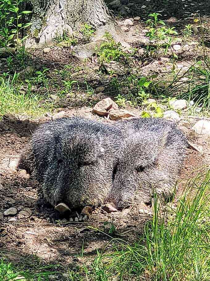 Peccaries snuffling through their habitat, living their best life one rootle at a time, no apologies needed.