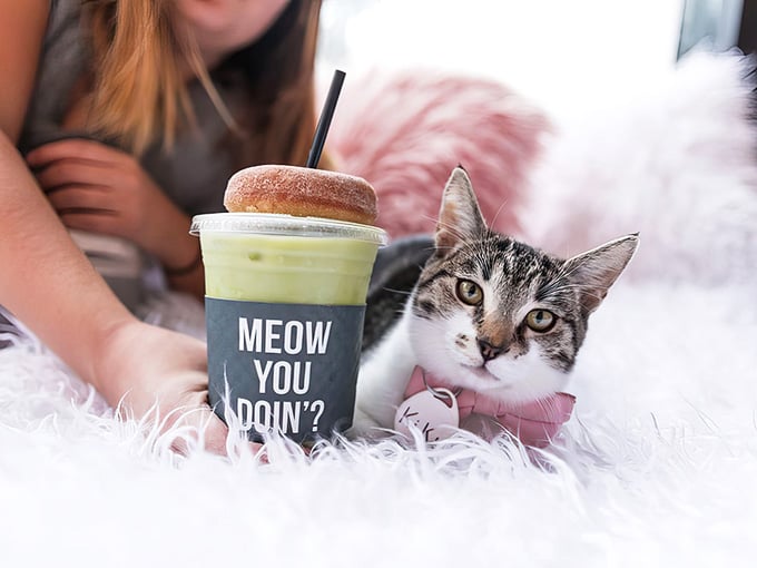 "Meow You Doin'?" asks the cup, while a curious kitten investigates whether that donut is shareable or not.