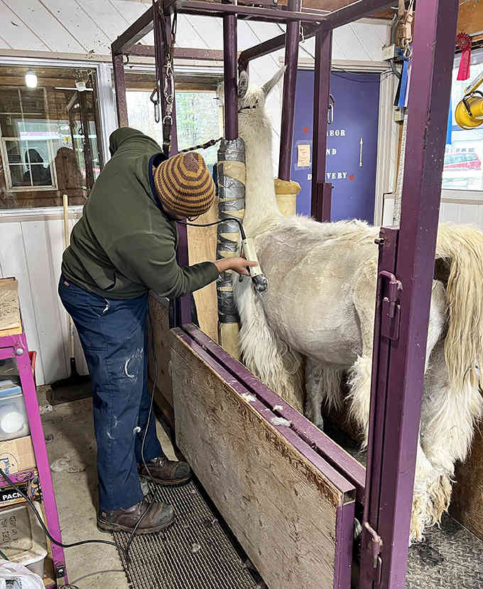 Someone's getting the full grooming treatment, proving that even llamas appreciate a good spa day and proper maintenance routine.