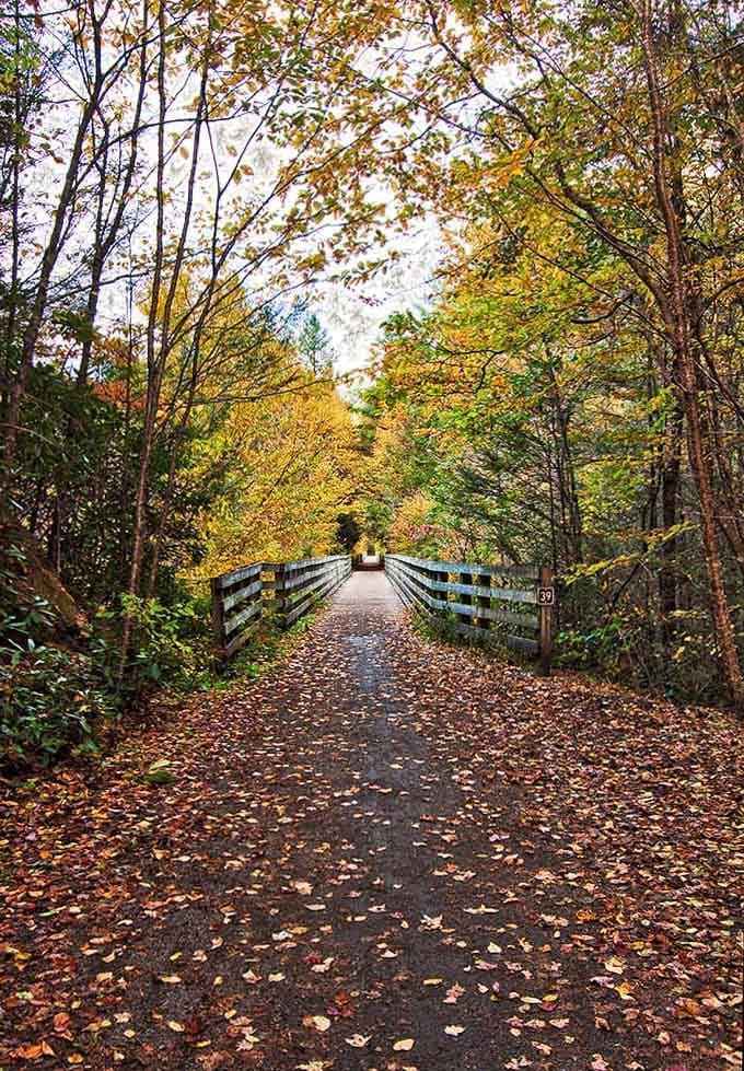 Autumn leaves carpet the trail like nature's confetti, celebrating another perfect day for exploring these mountain paths.