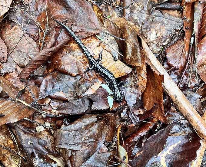 Keep your eyes peeled for tiny forest residents like this salamander, nature's little surprise guests.