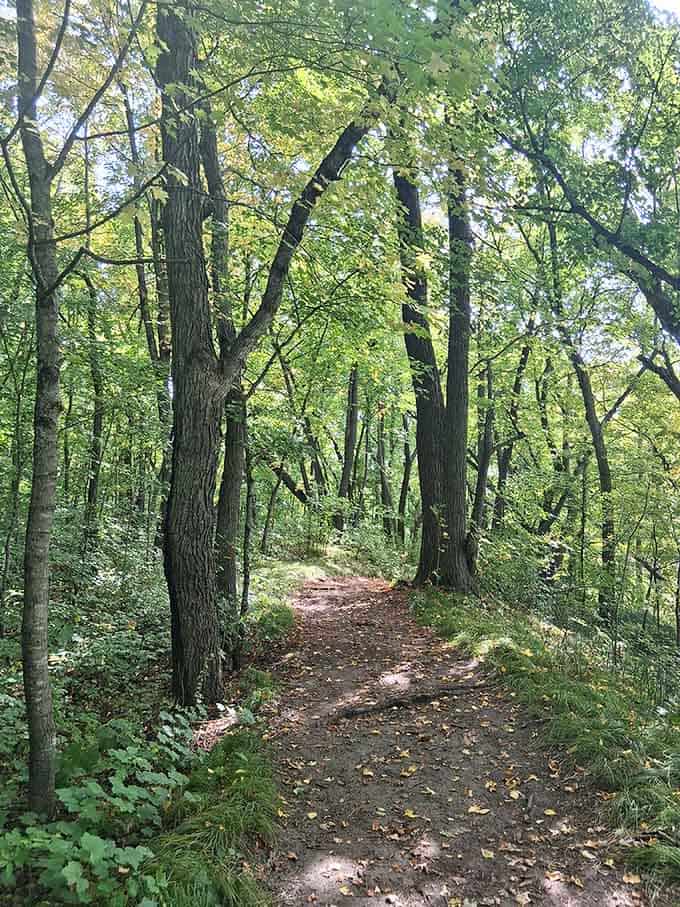 Shaded forest paths invite you to slow down and remember what walking used to feel like.