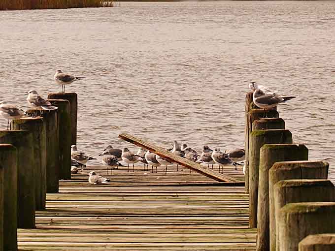 The local residents gather for their daily meeting, discussing important bird business on the dock.