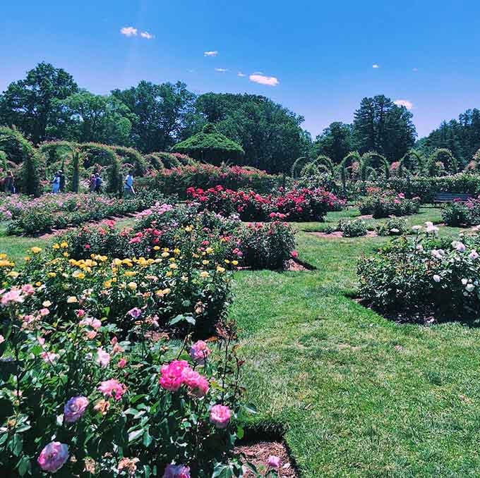 This is what happens when 800 rose varieties decide to have a color competition simultaneously.