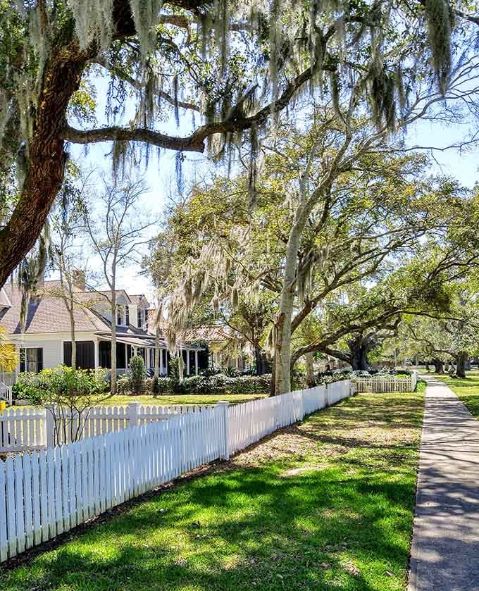 Oak trees draped in Spanish moss create the kind of Southern Gothic atmosphere that makes every walk feel cinematic.