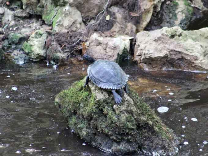 Local turtles have claimed the best real estate in the creek, and they're not taking applications for roommates.