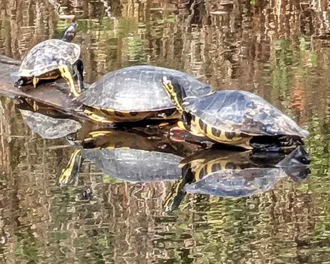 Local turtles sunbathing like retirees in lawn chairs, except they actually own the property and pay no HOA fees.