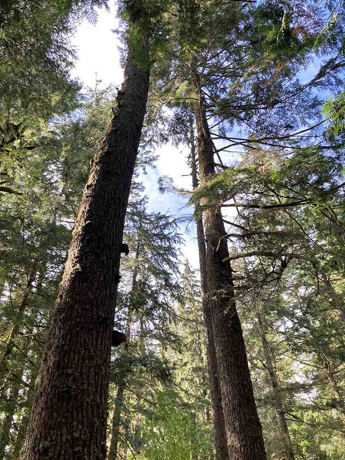 These Douglas firs reach skyward like nature's skyscrapers, built long before humans invented the elevator or brunch.
