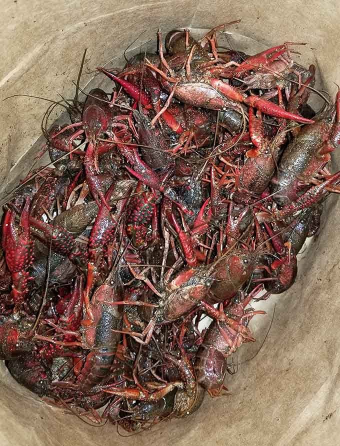 Fresh crawfish waiting to become someone's favorite meal, because nothing says coastal South Carolina like a pile of mudbugs.