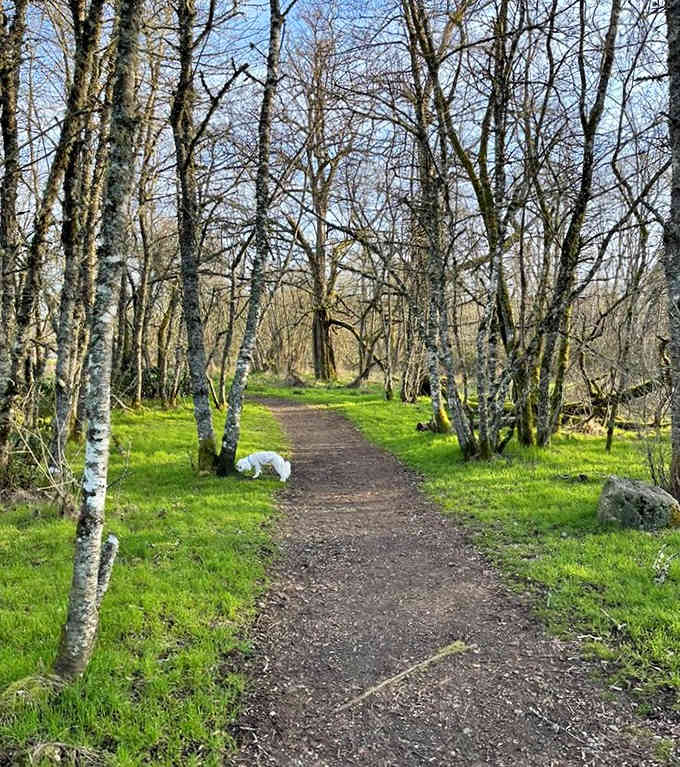 Tree-lined trails like this make you forget you're still technically in the suburbs, which is kind of magical.