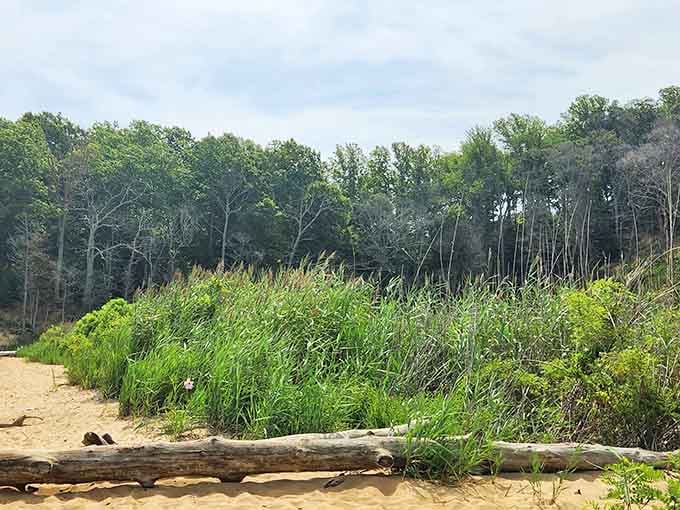 Lush greenery frames the beach approach, making you feel like an explorer discovering uncharted territory in your backyard.