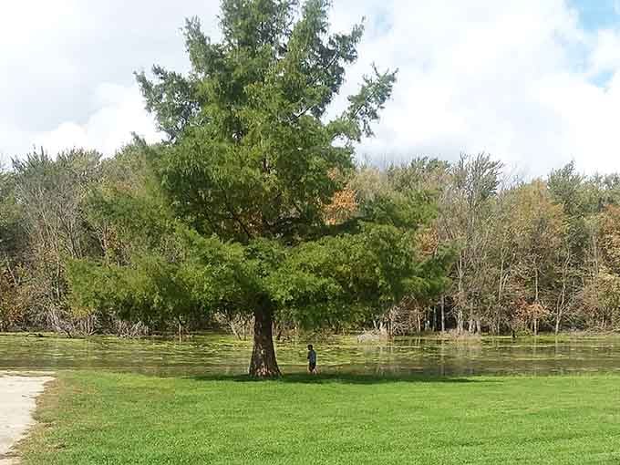 Cattail Park's majestic tree stands sentinel over the landscape, providing shade and perspective in equal measure for weary travelers.