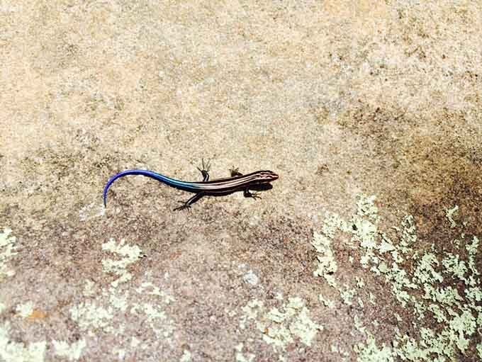 This little blue-tailed skink adds a flash of color to the sandstone, reminding us nature's details matter most.