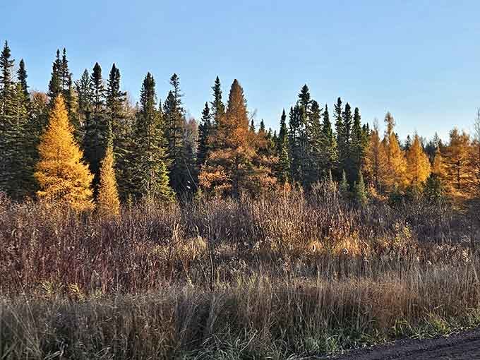 Golden tamaracks glow like nature's own streetlights along the park's quiet roads each autumn.