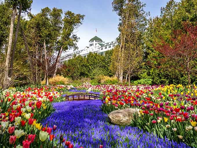 Tulips and grape hyacinths bloom in riotous color, creating a floral masterpiece that would make Monet reach for his brushes.