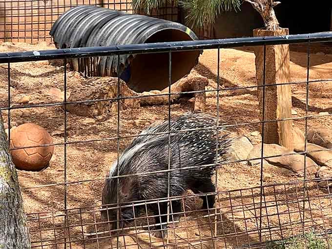 Plot twist: the park isn't just big cats. This porcupine's quills are nature's "do not touch" sign.