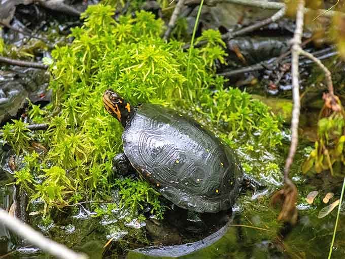 This little shelled philosopher takes life slowly, reminding us that rushing through nature defeats the entire purpose of visiting.