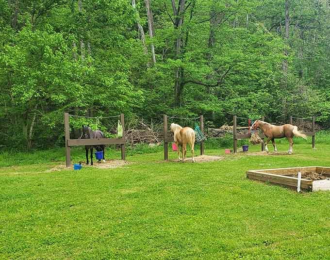 Horses grazing peacefully in their paddock, living their best life while you contemplate your own stress levels.