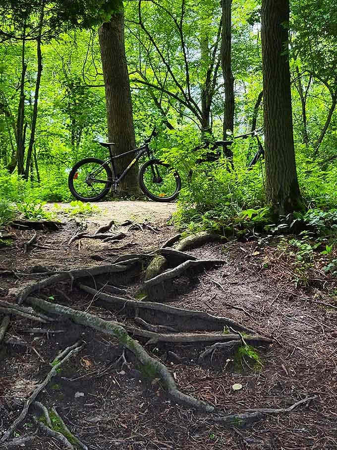 Mountain biking through Wisconsin forests: proof that adventure doesn't require mountains or fancy zip codes at all.