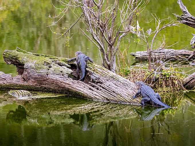 Two alligators sharing a log like old friends catching up, except with more teeth and less conversation.