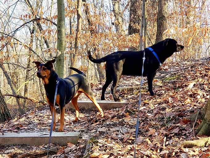 Even four-legged friends appreciate a good nature walk when the scenery looks this spectacular and peaceful.