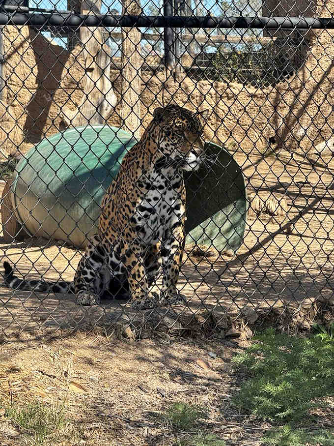 That jaguar's intense stare reminds you exactly why ancient civilizations considered these cats sacred and slightly terrifying.