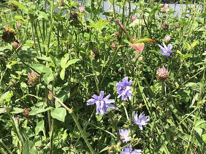 Wildflowers doing their thing, proving that the best gardens are the ones nobody planted on purpose.