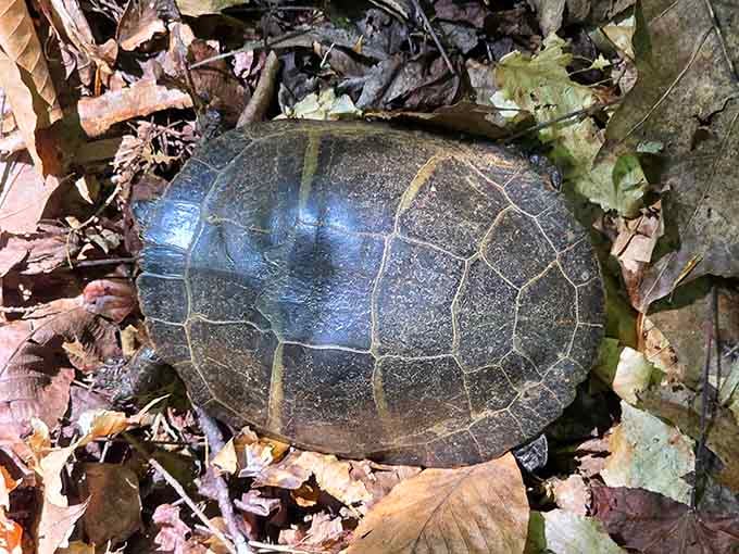 A turtle pauses on the forest floor, living its best life at a pace we should all consider adopting.