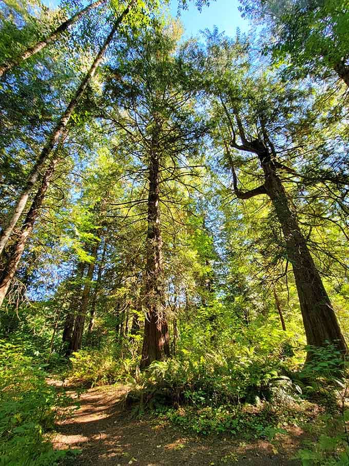 These trees have been reaching for the sky since before your grandparents learned to drive. Humbling, really.