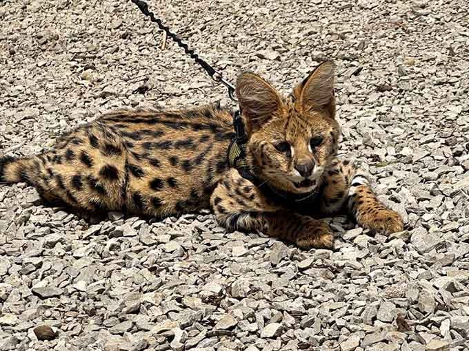 The serval lounging on gravel like it's a five-star resort, because apparently cats are fancy no matter the species.