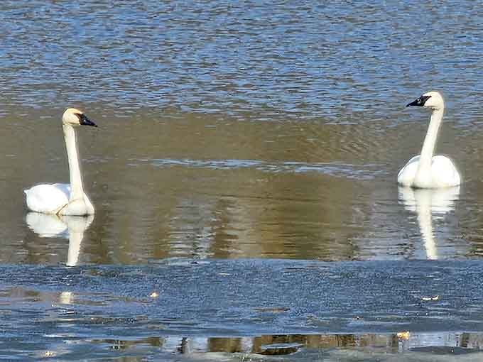 Elegant swans gliding by like they're auditioning for a nature documentary about graceful living.
