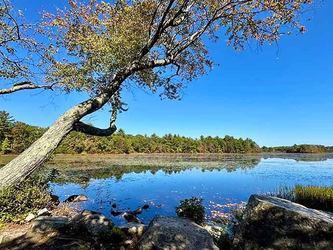 Mirror-perfect reflections turn ordinary ponds into extraordinary moments that make you stop and simply breathe.