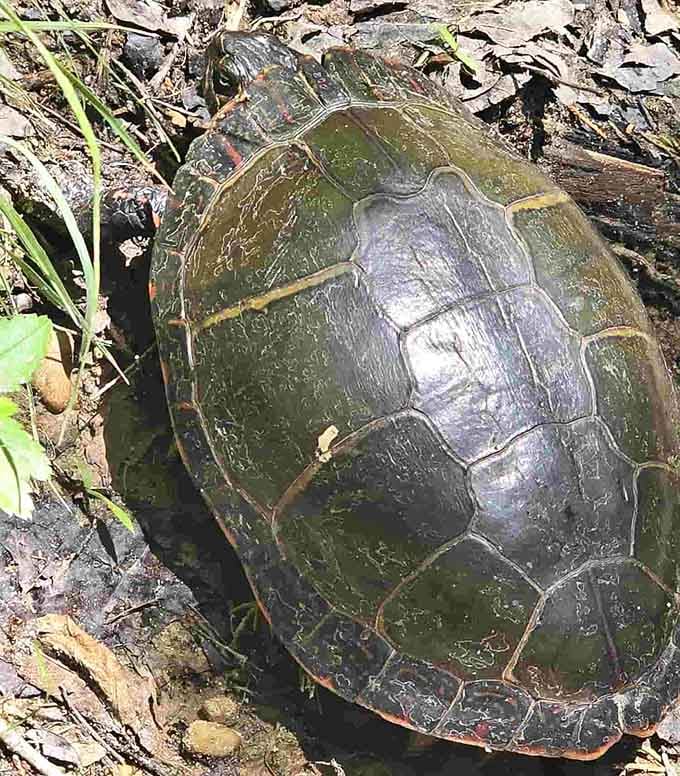 Ancient mariners navigate these wetlands at their own pace, carrying their homes like the ultimate minimalist lifestyle.