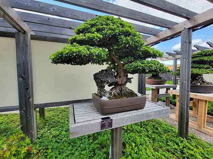 Another day, another bonsai masterpiece that's older and wiser than most of us will ever be.