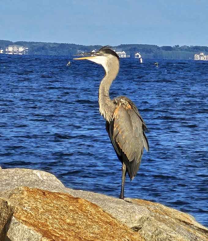 The local herons pose better than most Instagram influencers and they don't even need filters for perfection.