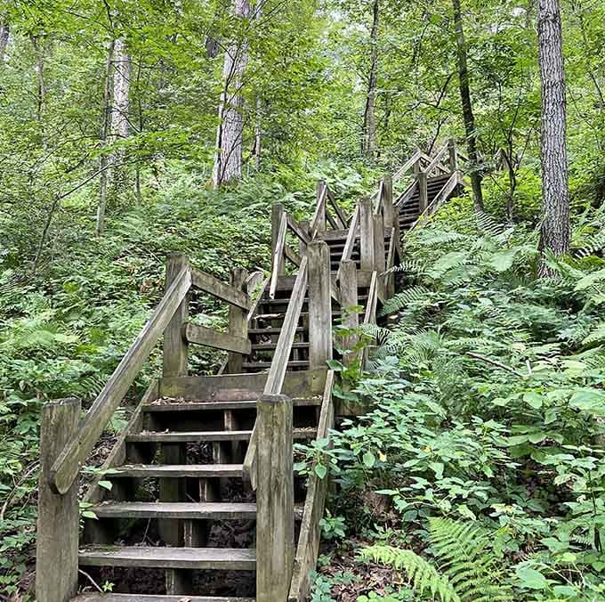 These rustic wooden stairs climb through lush ferns, leading adventurers upward to breathtaking vistas and bragging rights.