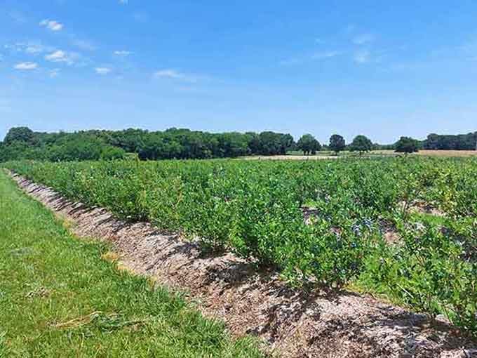 Endless blueberry fields prove that good things really do come to those who venture beyond the grocery store.
