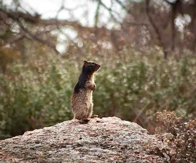 Local wildlife strikes a pose better than most Instagram influencers—no ring light needed when you've got natural Texas sunshine.