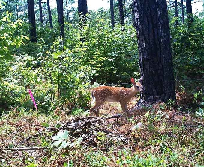 A young fawn explores the forest floor, reminding you that this refuge is working exactly as intended.
