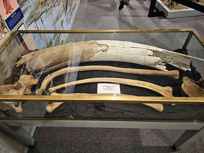 These massive tusks once belonged to a creature that roamed Virginia's valleys long before anyone invented traffic jams.