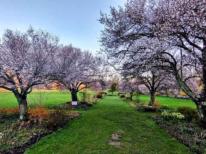 Walking through blooming trees feels like stepping into a living painting you never want to leave.