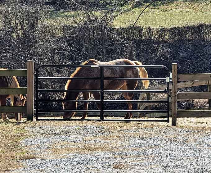 Local horses living their best life near the trailhead, probably judging your hiking outfit but keeping it to themselves.
