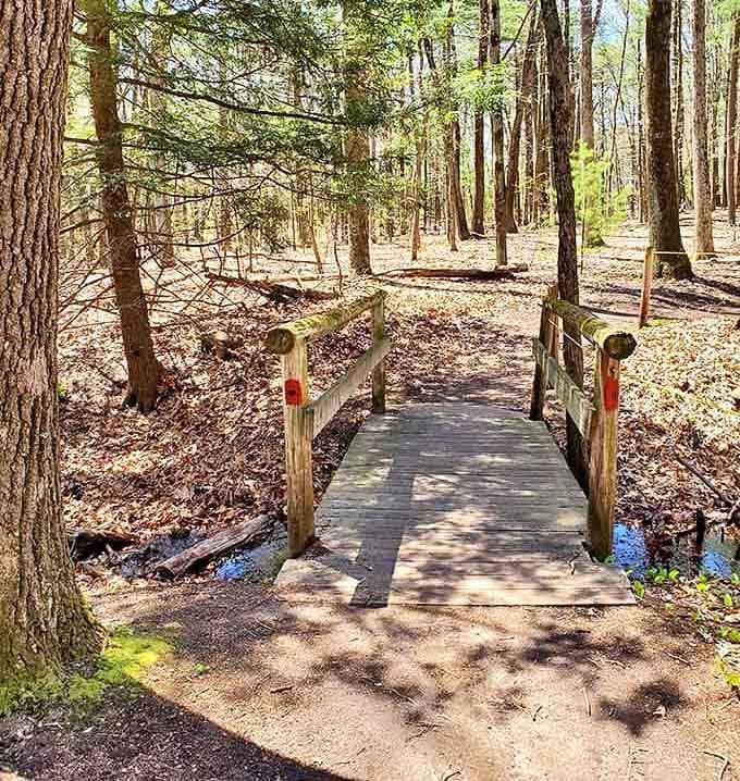 A wooden bridge over a forest stream, because sometimes the journey really is better than the destination.