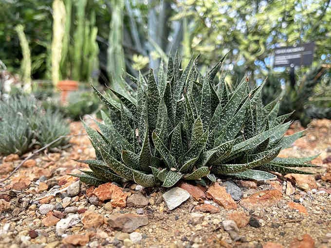 This spiky succulent collection looks like nature's jewelry box, perfectly arranged and surprisingly elegant.