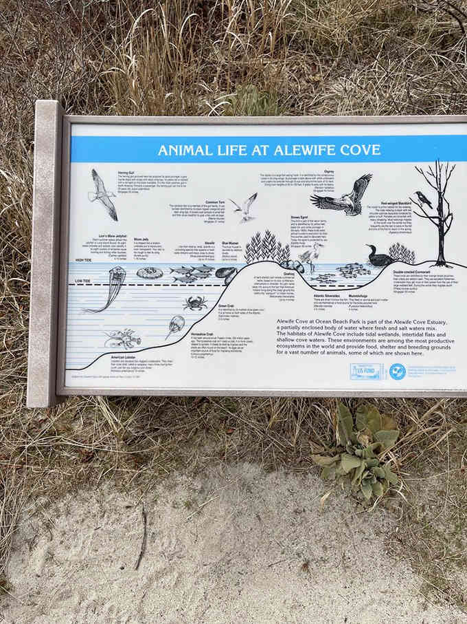 Even the local wildlife gets educational signage here, because learning about nature beats scrolling through your phone any day.