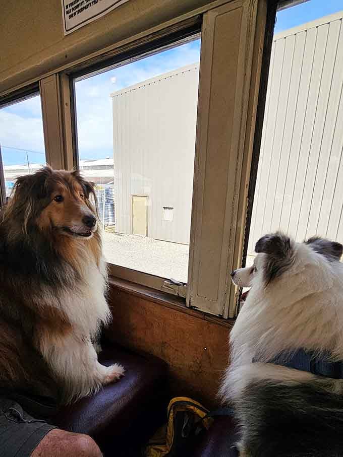 Even four-legged passengers get swept up in the magic of this rolling journey through Oil Creek State Park.