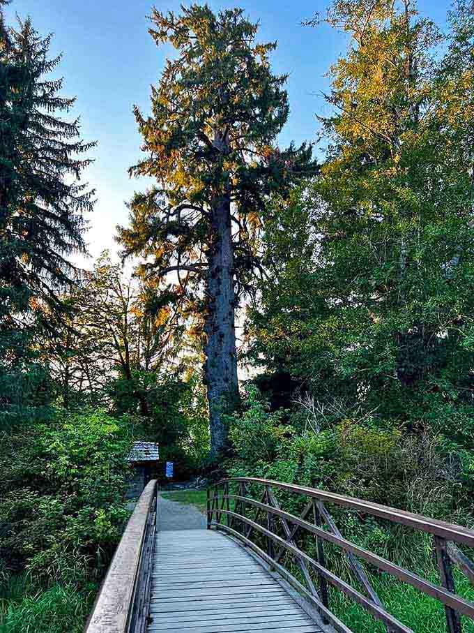 This boardwalk leads to the world's largest Sitka spruce, because Washington trees don't believe in modesty.