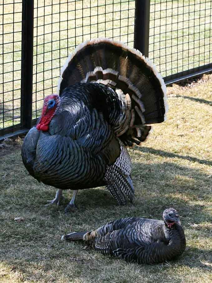 Wild turkeys strutting around with more confidence than most people have on their best day.