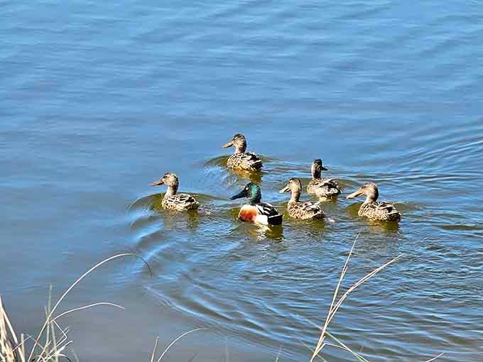 These ducks paddle in formation like a synchronized swimming team that actually enjoys practicing together every single day.